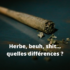 Herbe, beuh, shit… quelles différences ? - Non aux addictions, oui à ma ...